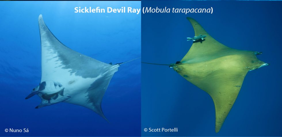 Manta Catalog Azores - Manta Catalog